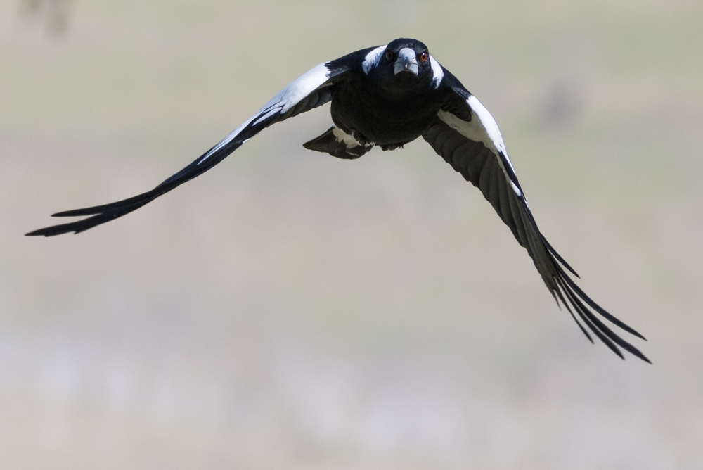 ‘Horrible’ magpie attack caught on doorbell camera—learn how to stay ...