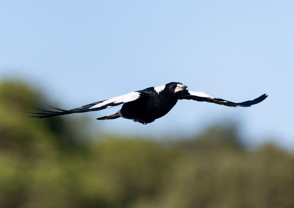 ‘Horrible’ magpie attack caught on doorbell camera—learn how to stay ...