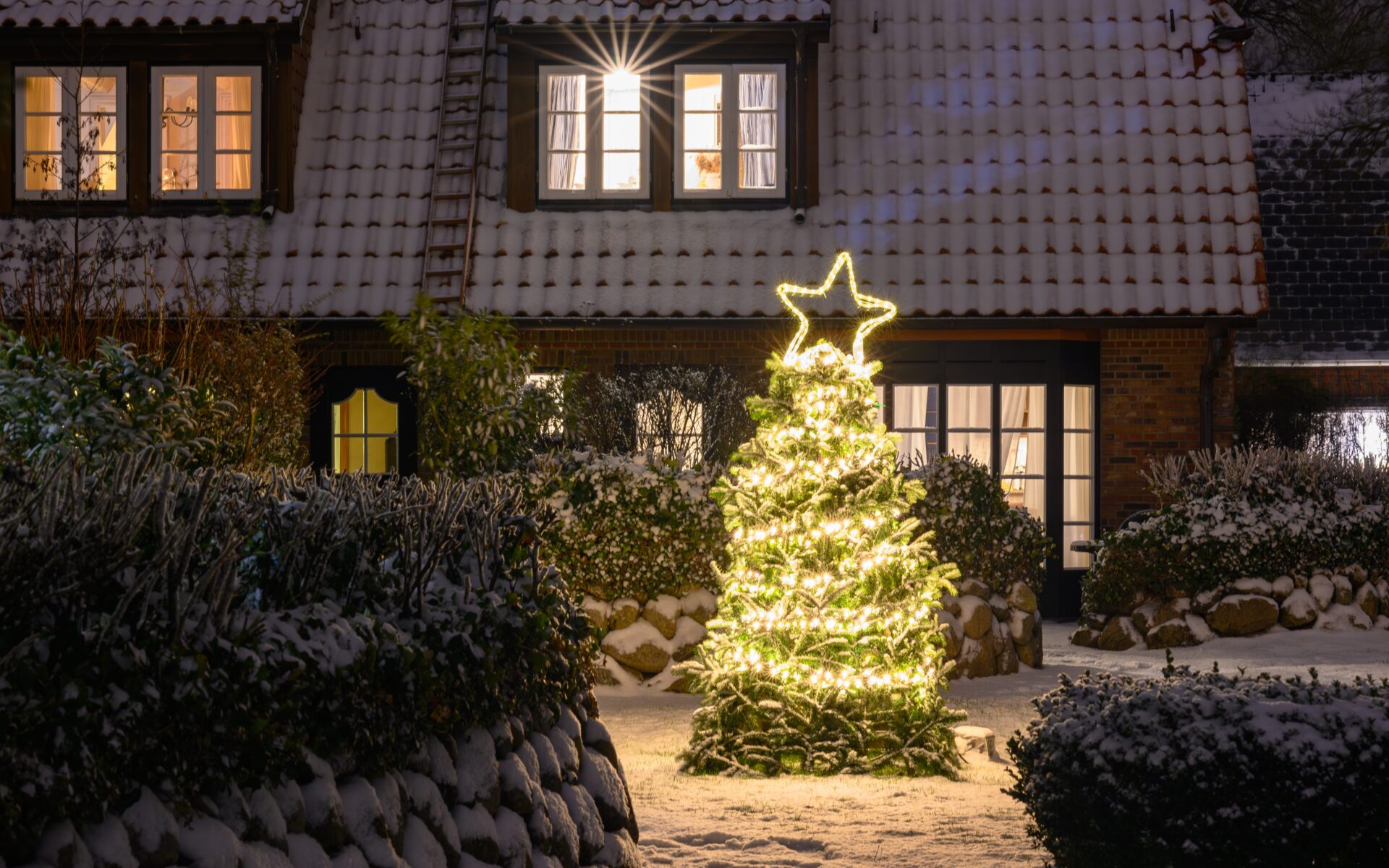 Unlock the surprising health benefits hidden in your Christmas tree ...