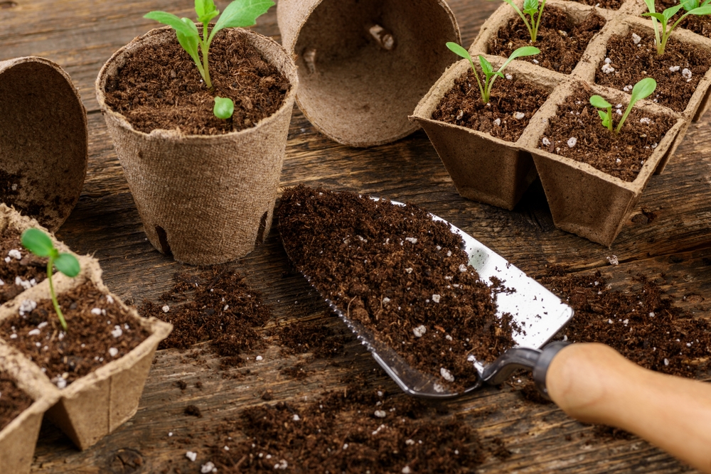 Ready to grow? How a car boot of plants started a gardening revolution ...