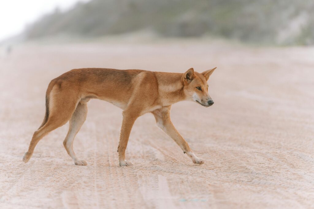 Could this wild pup be your next companion? Australians urged to ...