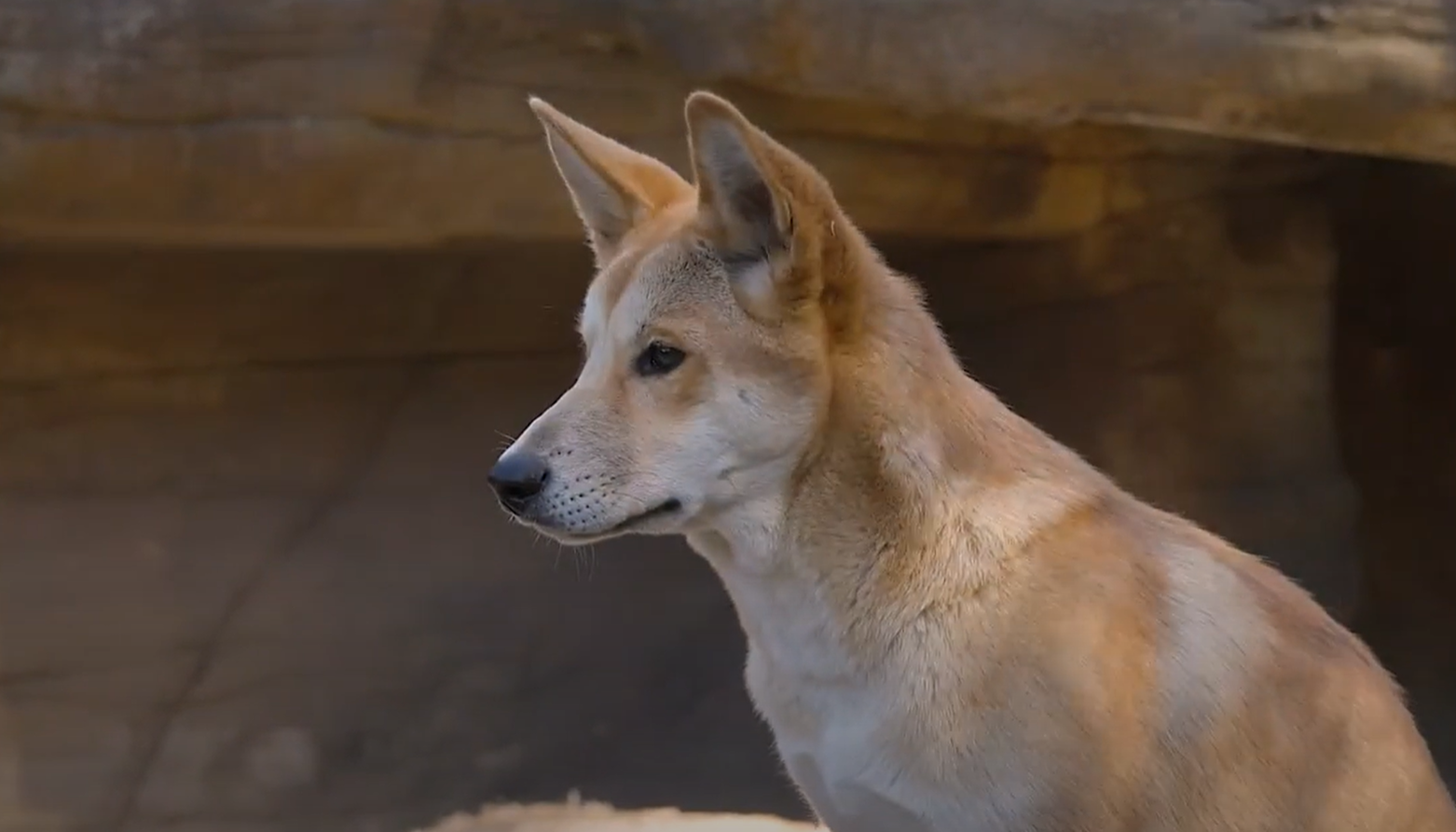 Could this wild pup be your next companion? Australians urged to ...