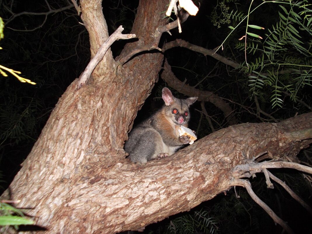 Are possums eyeing your roof for summer? Here’s how to keep them out ...