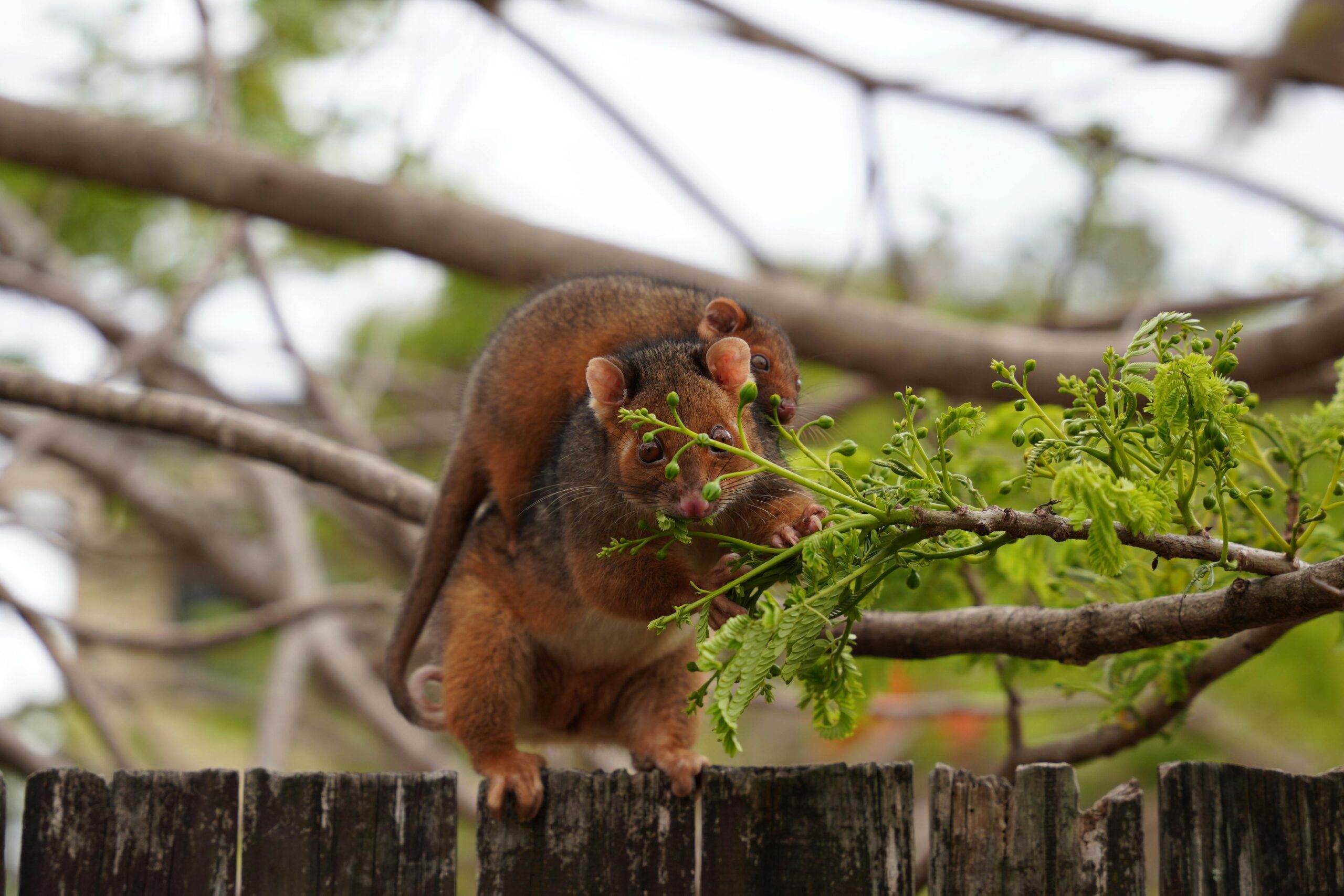 Are possums eyeing your roof for summer? Here’s how to keep them out ...