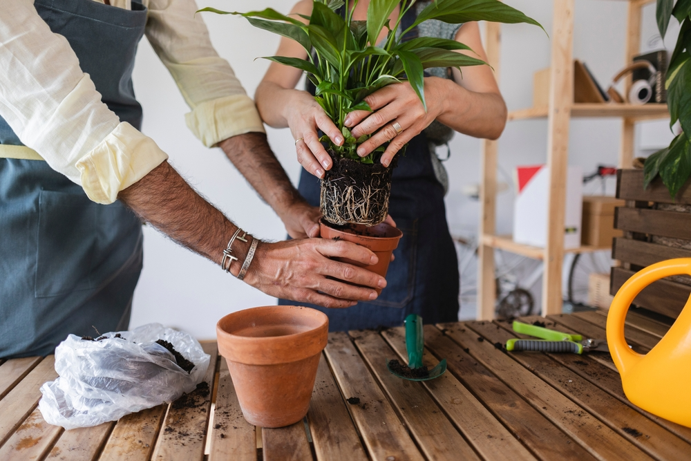 Revive sad plants today: 10 problems and quick solutions | YourLifeChoices