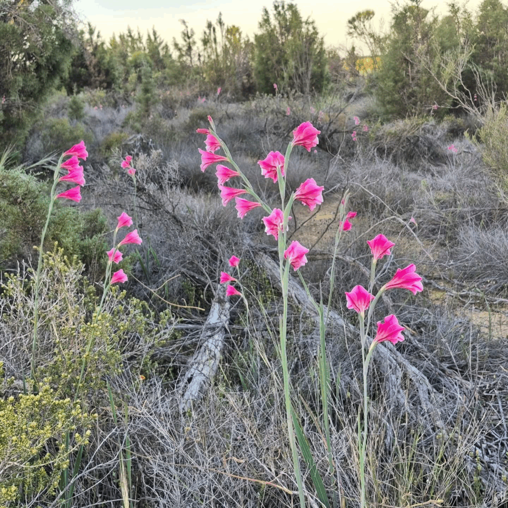 This 'pretty' but 'menacing' flower is deceiving tourists while ...