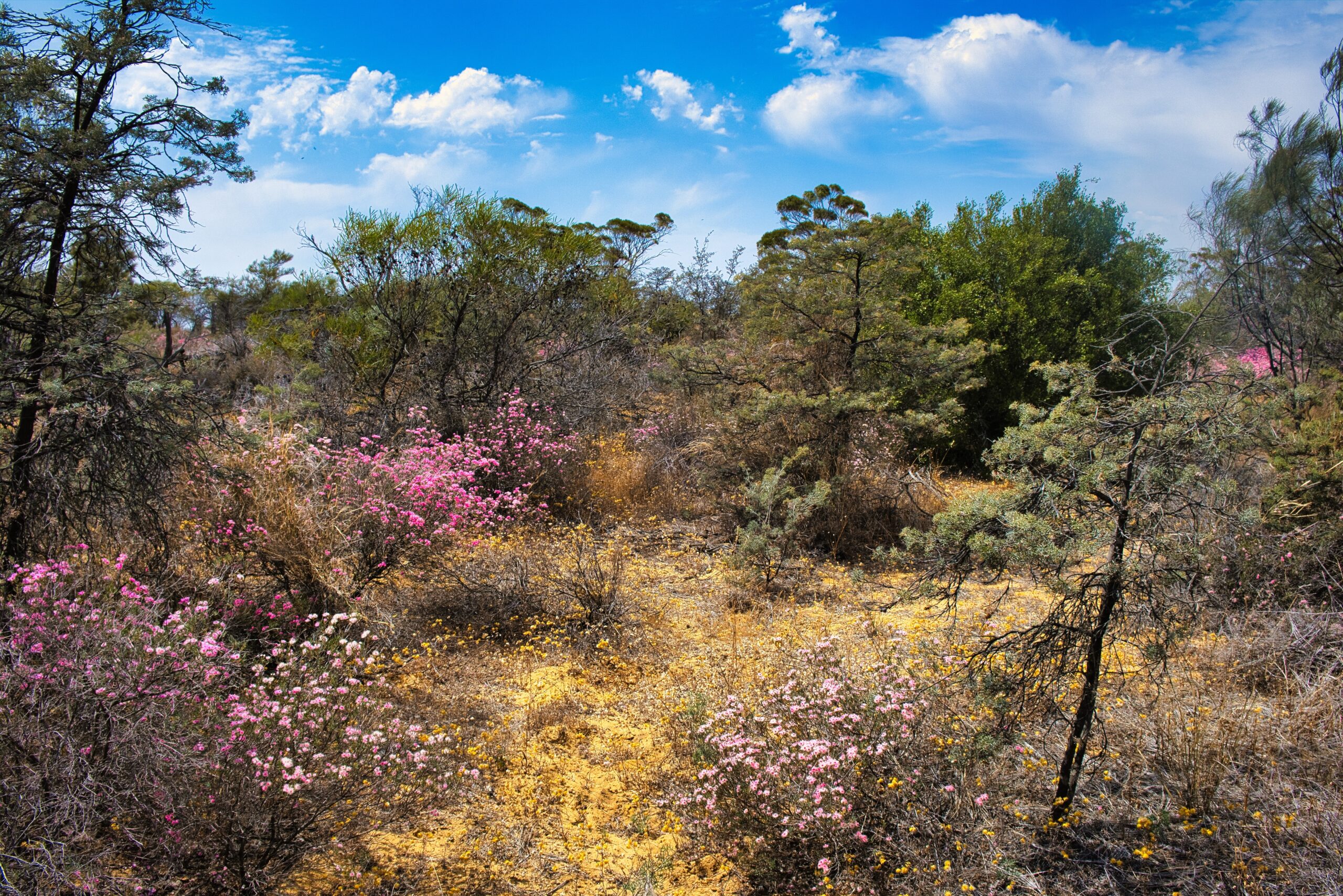 This 'pretty' but 'menacing' flower is deceiving tourists while ...