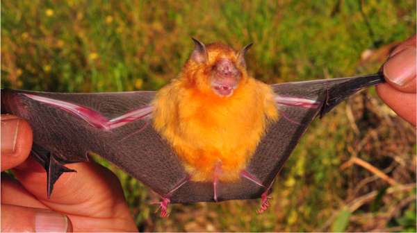 Warning over rare but deadly virus after bat bites Pilbara woman ...