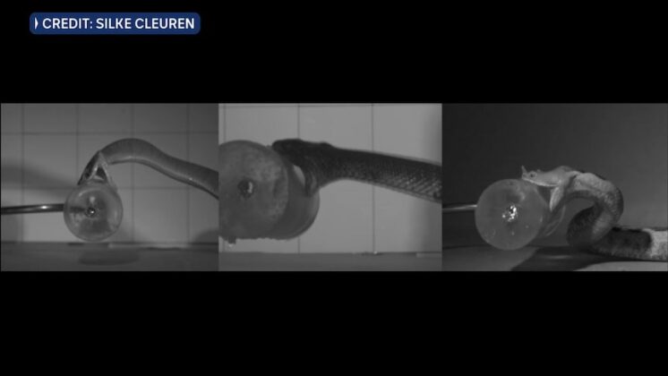 High-speed cameras capture how venomous snakes bite | YourLifeChoices
