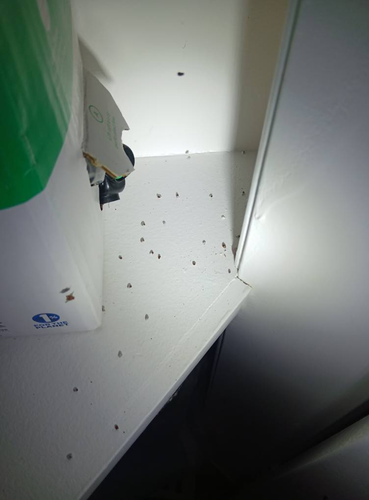 Pest alert: What this wardrobe find means for your home | YourLifeChoices