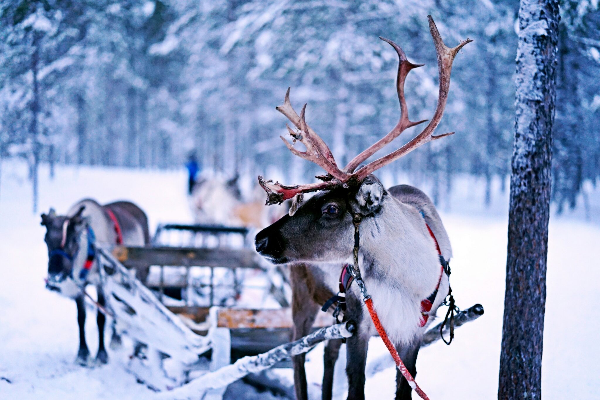 Christmas reindeer display sparks fierce debate and rapid backdown ...