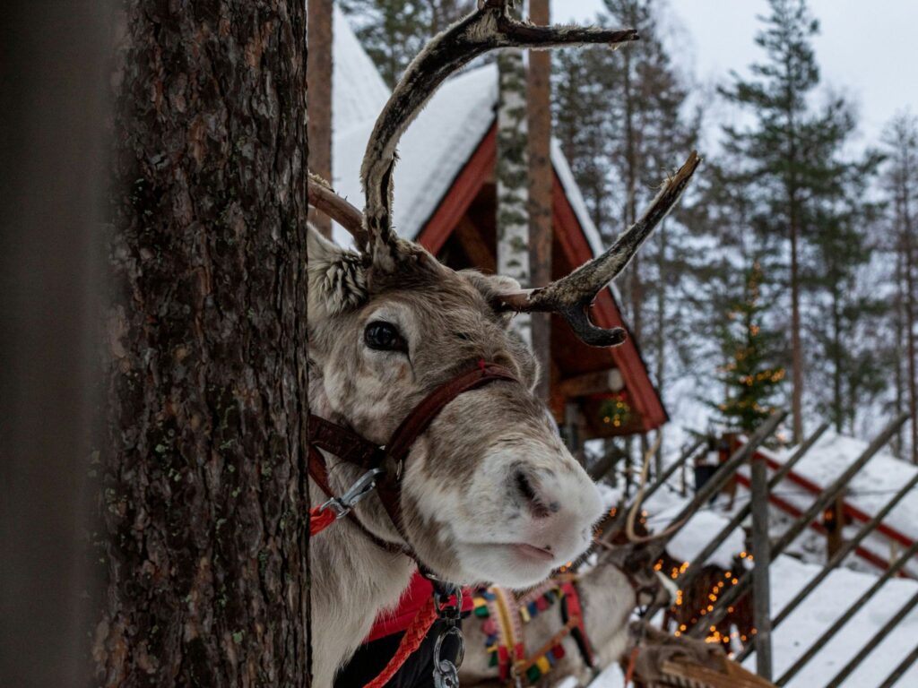 Christmas reindeer display sparks fierce debate and rapid backdown ...