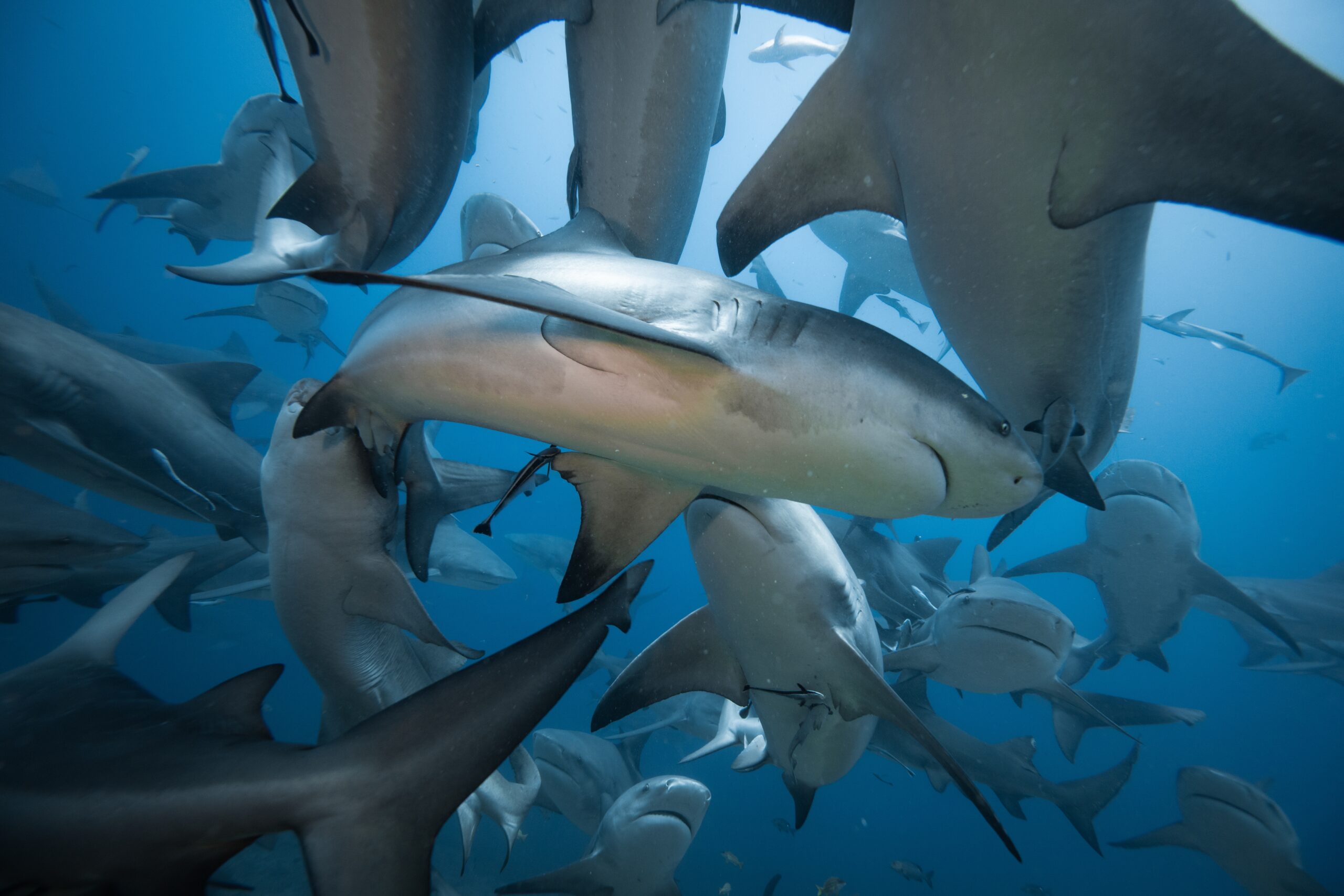 Why these beaches are closed after four shark attacks in 48 hours ...