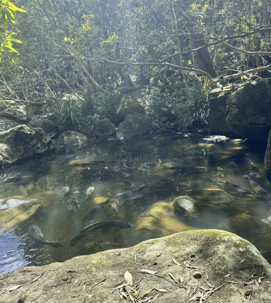‘Crazy’ catch sparks $50 million threat to rivers and wildlife ...