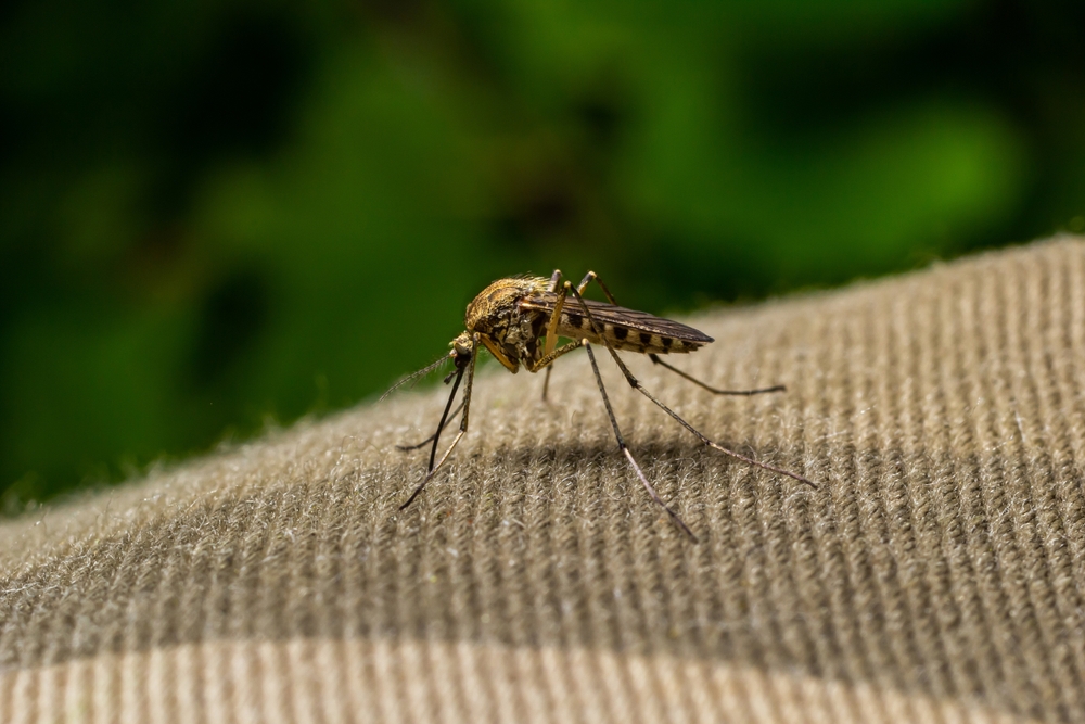 Deadly mosquito virus discovered in Australia—here’s how to stay safe ...