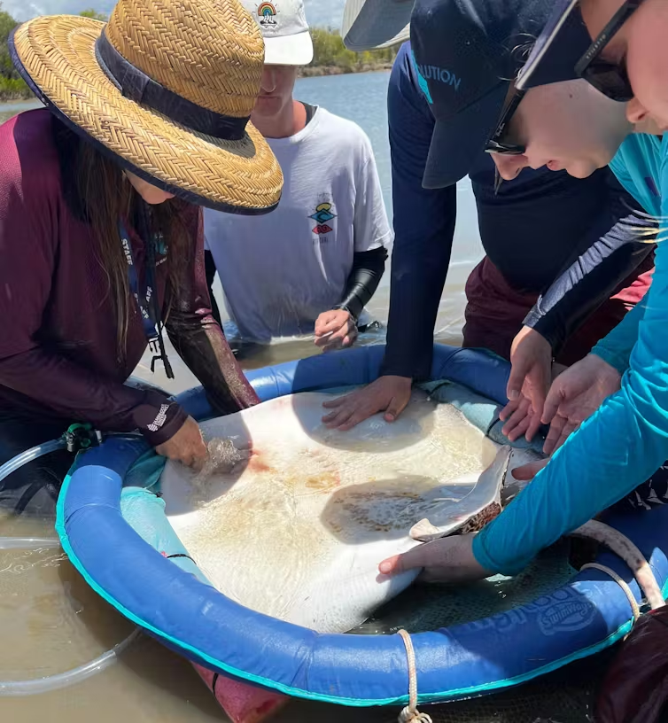 What do stingrays actually eat? New study reveals some only prefer a ...