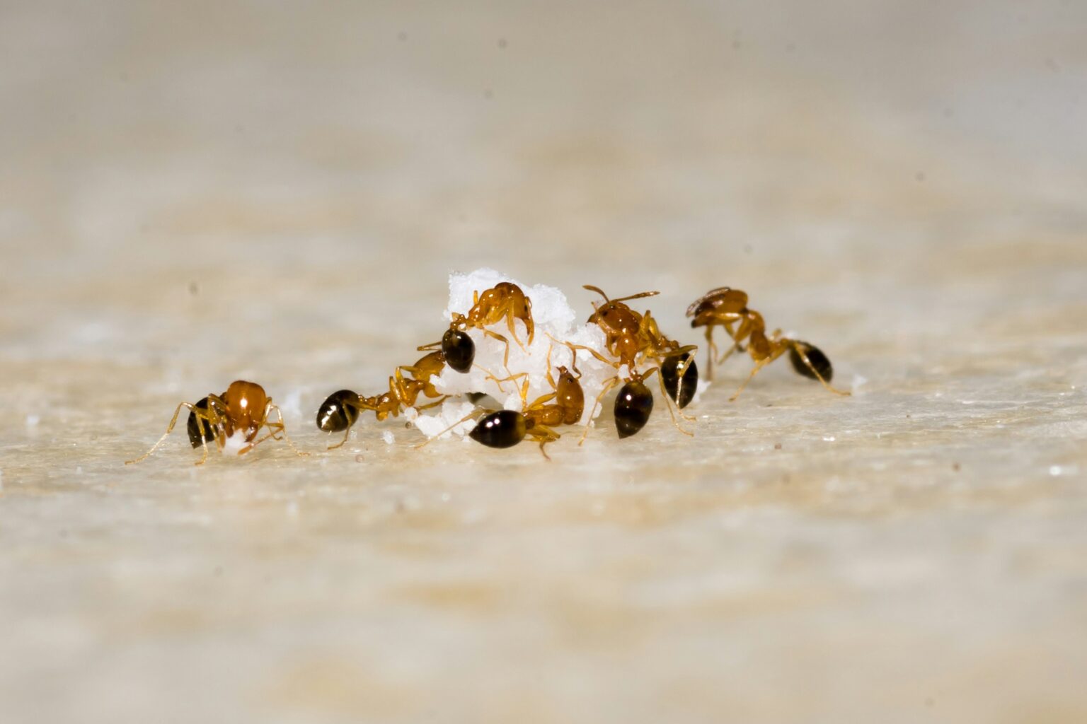 Ants invading your home? Here’s what’s attracting them | YourLifeChoices