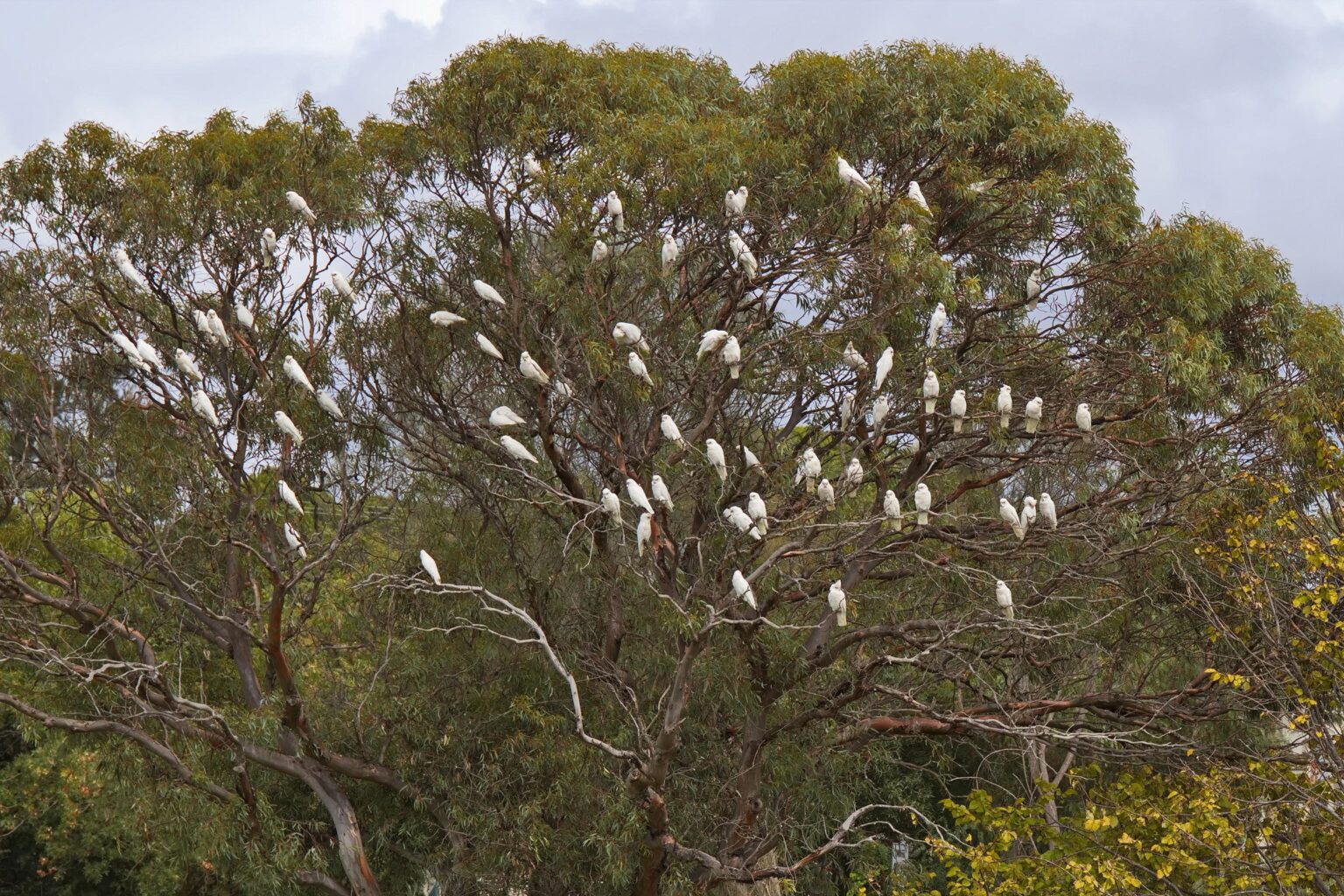 Tourist faces ‘horrific’ scene as bird-catcher tree traps baby birds to ...