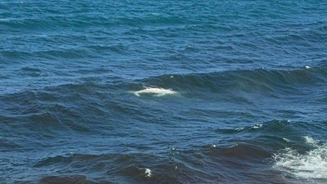 White whale spotted off Crescent Head coast in 'unusual' summer ...