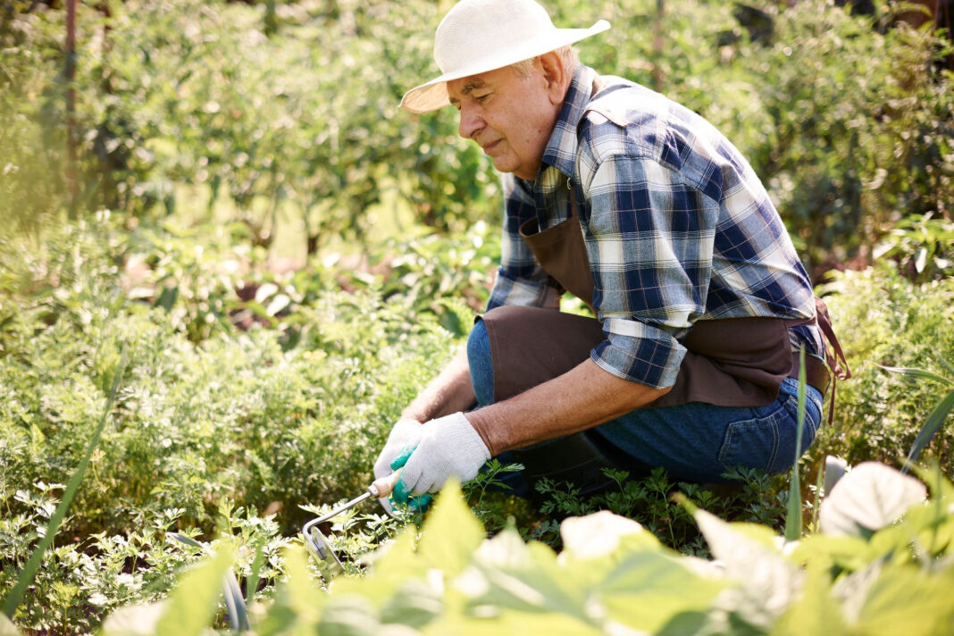 The 'weed from hell' that's costing farmers billions—and why one road ...