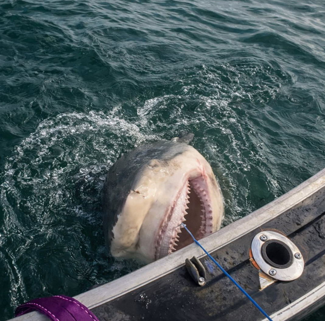 Fisherman’s massive 200kg catch sparks urgent safety warnings—‘they’ll ...