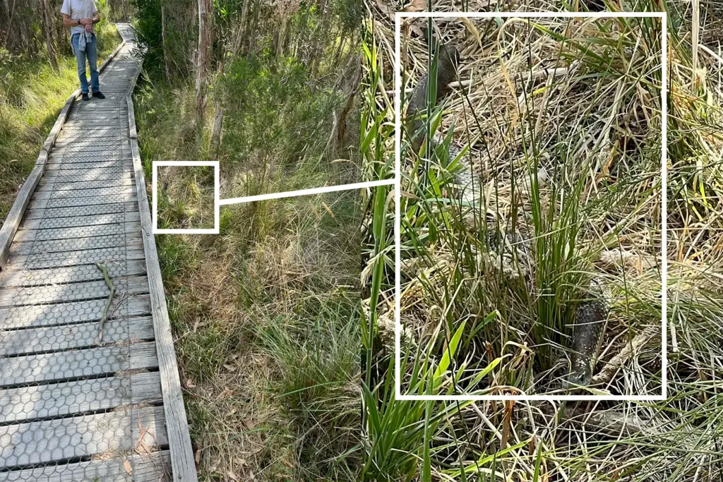 Master of disguise: Why spotting this deadly Australian critter could ...