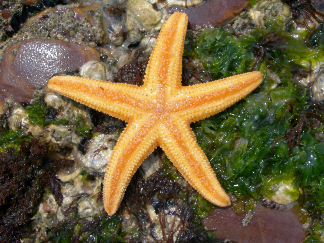 Locals unite to reclaim our waters from invasive pests—and here’s how ...
