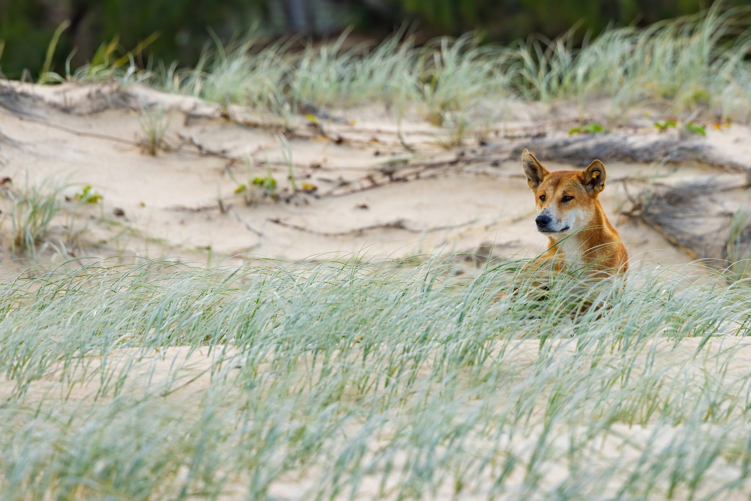 Conservation crisis unfolds as K'gari dingo cull sparks 'extinction ...