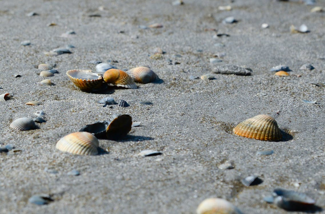 An unexpected code on the shoreline: One woman’s beach find unlocks a ...