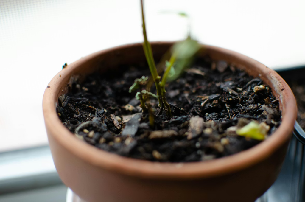 Why your indoor plants stop thriving—and the easy fix most people miss ...