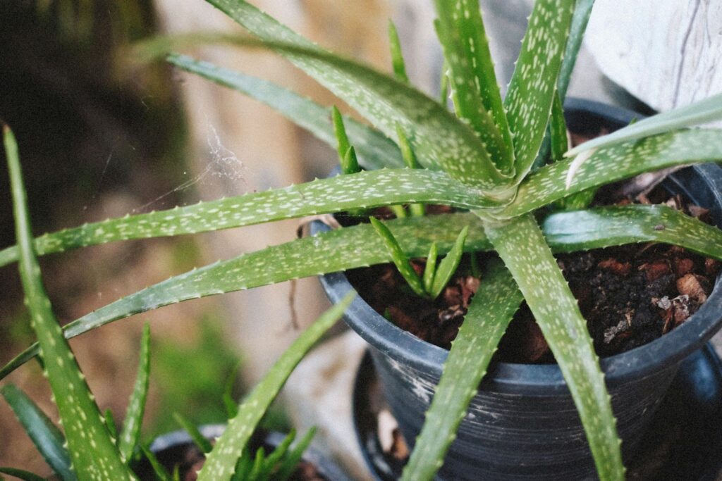 Keep your aloe vera thriving with these expert-approved care tips ...
