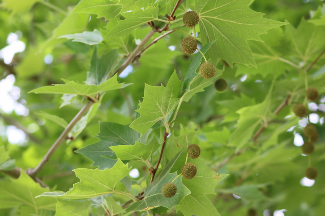 Could your street trees be in danger? Find out why councils are worried ...