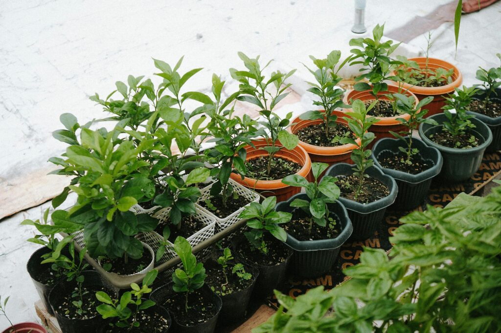 Too many plastic pots piling up? Here’s the sustainable fix ...