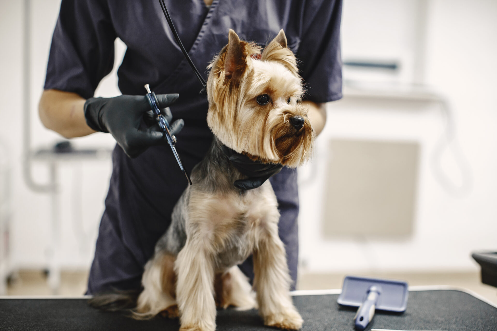 Tiny dog’s ‘disastrous’ grooming ordeal sparks RSPCA probe into ...