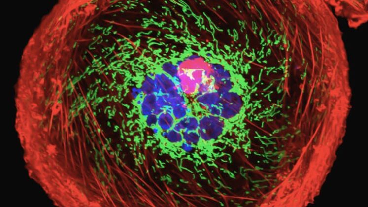 What is a ‘cancer gene’? How genetic mutations lead to cancer ...