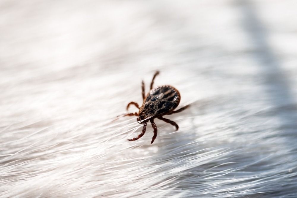 The surprising link between tick bites and deadly meat allergies—and ...