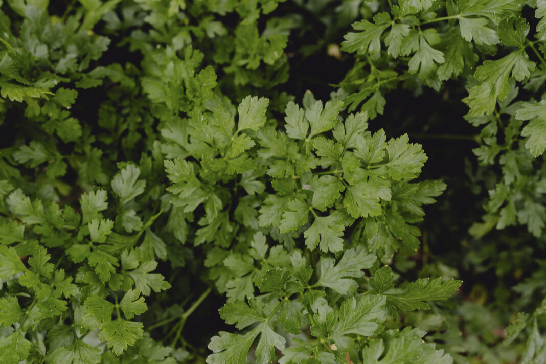 Confused by cilantro or coriander? Here’s what Australians call it ...