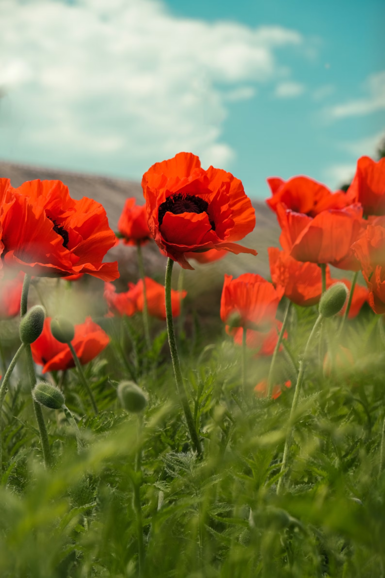 This secret WWI love story reveals the surprising meaning behind the ...