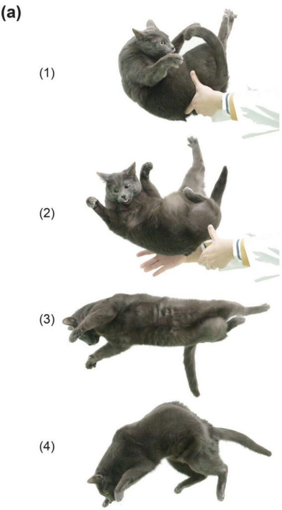The mystery of cats landing on their feet is finally solved ...