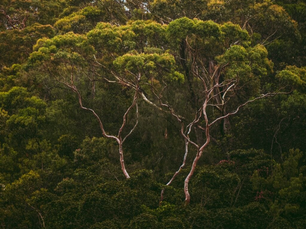 Feeling at one with nature could be the wellbeing boost we all need ...