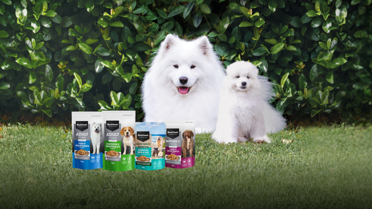 How to make mealtimes easier for older pets with one simple tweak ...