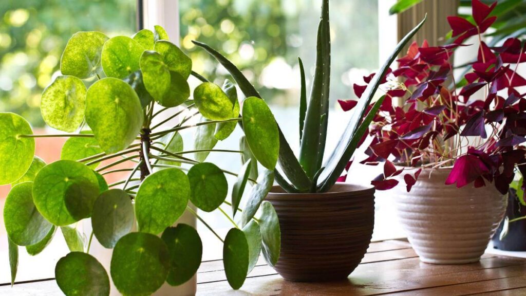 The delicate fern plant lovers adore but struggle to keep alive ...