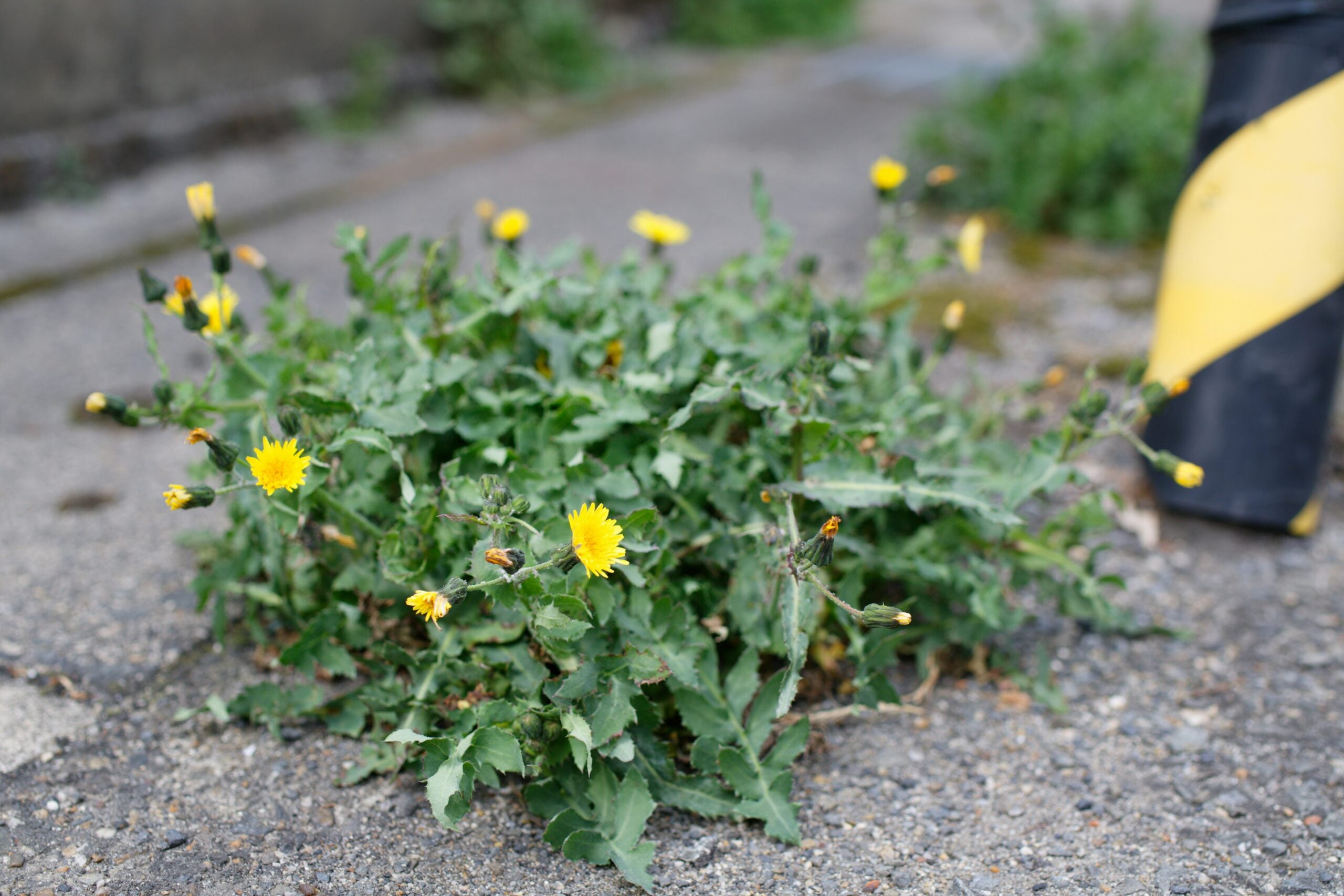 Winemaker’s cancer battle reignites debate over the weed killer in your ...