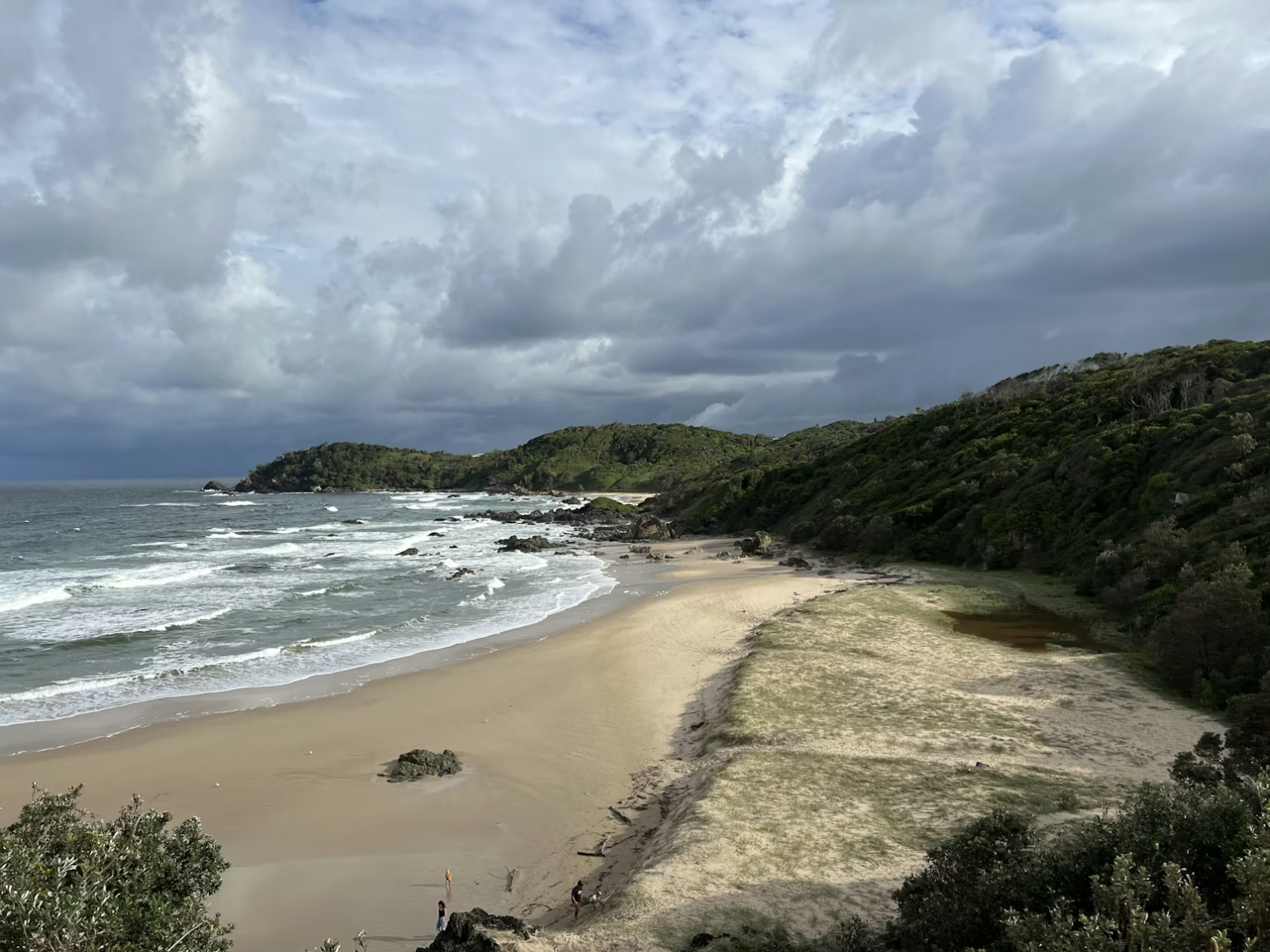 Local volunteers remove 160kg of invasive sea pests in major beach ...