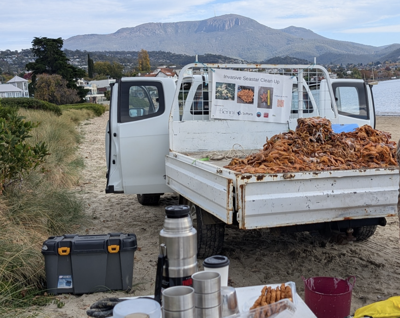 Local volunteers remove 160kg of invasive sea pests in major beach ...