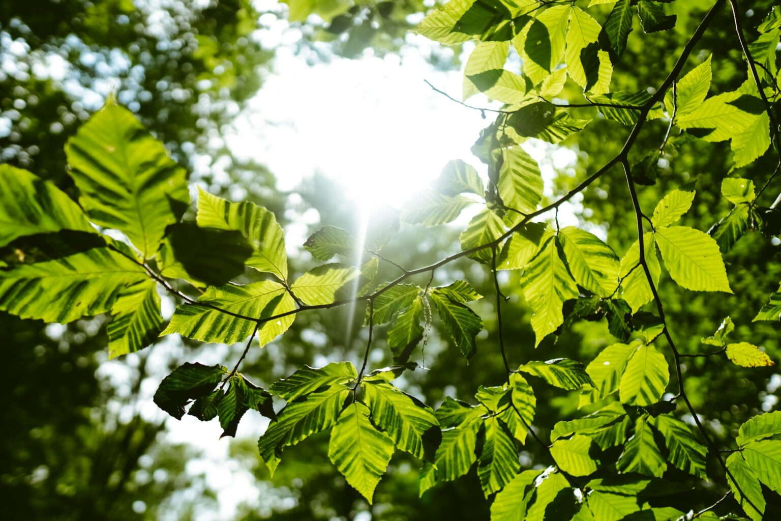 Why has this autumn been so hot and dry? | YourLifeChoices