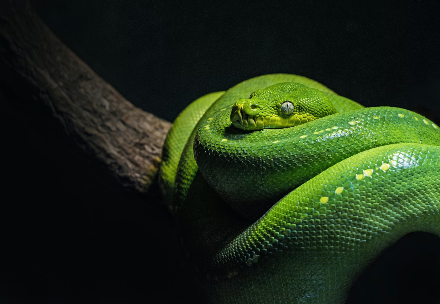Winter doesn’t mean snakes have left: What every Australian should know ...