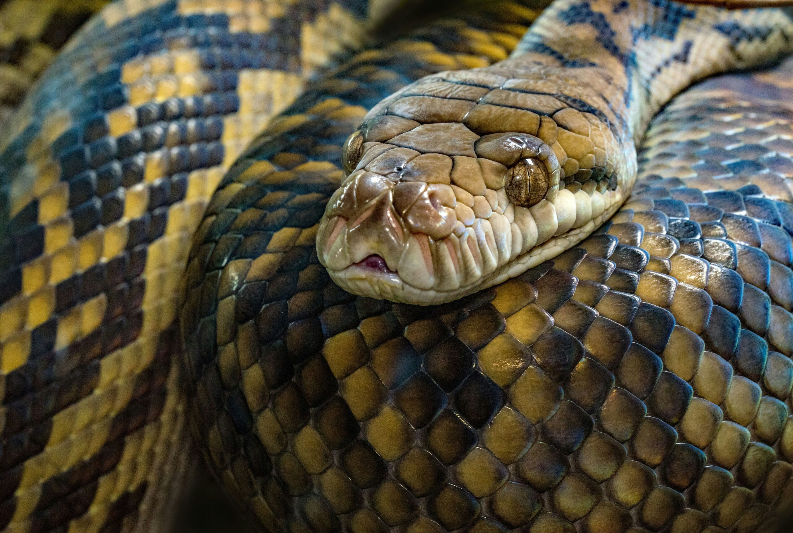 Winter doesn’t mean snakes have left: What every Australian should know ...
