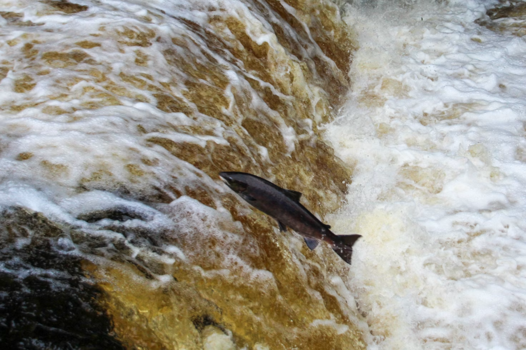 Mystery fish with bright red fins spark warning at one of Australia’s ...
