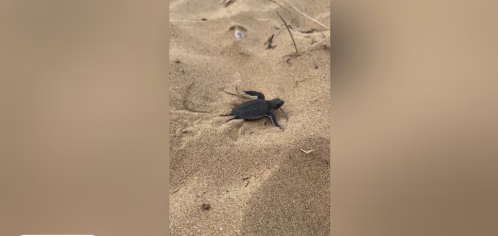 Rare sea turtle hybrid hatches at Queensland's largest mainland turtle ...
